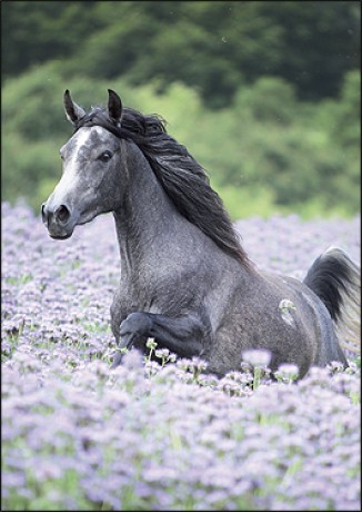 O zvířatech - Fotoalbum - Koně - Obrázky koní - pohled_28.jpg